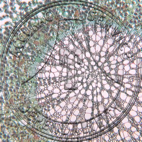 Liriodendron Tulipera Root Prepared Microscope Slide