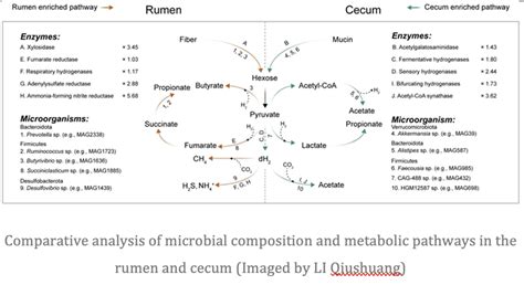 Microbiome Analysis Of Ruminants Offer Strategies To Lower Methane Emissions Window To China De