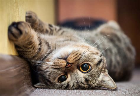 [100 ] Cute Cats Pictures