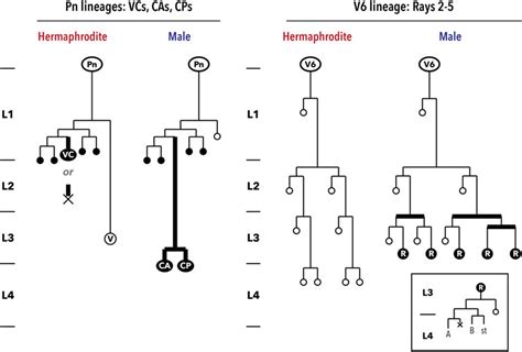 Development Of Sexspecific Neurons Lineage Alterations Left The Pn A Download Scientific