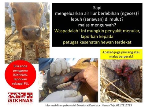 Ini Ciri Sapi Terkena Pmk