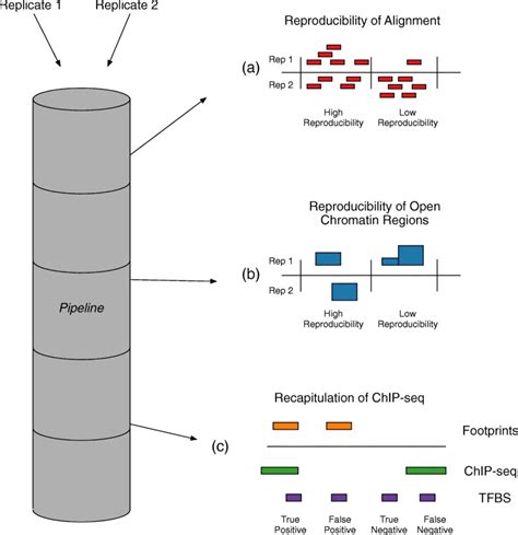 ATAC GRN Optimized ATAC Seq And DNase Seq Pipelines For Rapid And Accurate Genome Regulatory