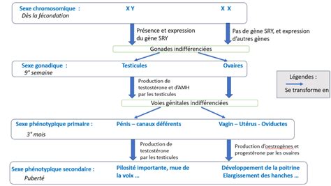 Chapitre Mise En Place Du Sexe Au Cours De La Vie Svt