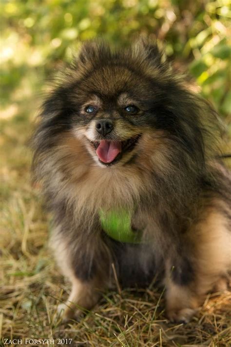 The Pixie Project Harrison Fordadopted Non Profit Animal Shelter