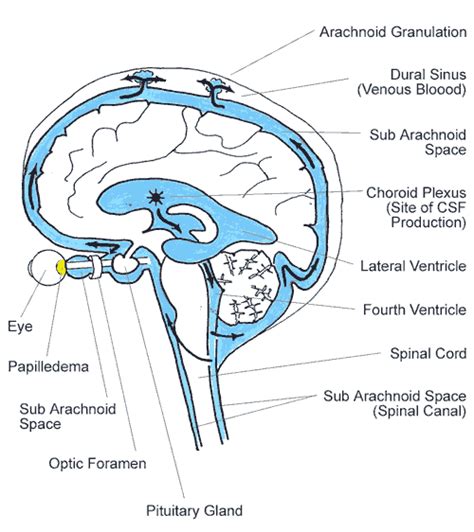 Physiology Bacterial Meningitis An In Depth Perspective