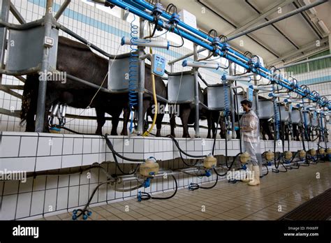 Milking buffalo -Fotos und -Bildmaterial in hoher Auflösung – Alamy