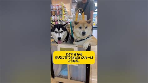 【1分で分かる柴犬に育てられたハスキー】はこうなる。 シベリアンハスキー 柴犬 Dog Youtubeshorts