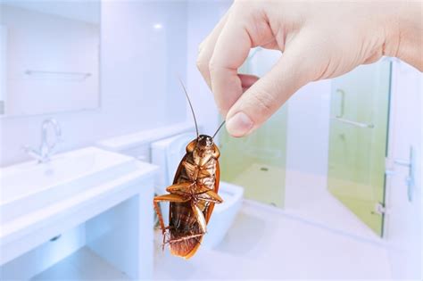 화장실 배경에 갈색 바퀴벌레를 들고 있는 손은 변기의 바퀴벌레를 질병의 매개체로 제거합니다 프리미엄 사진