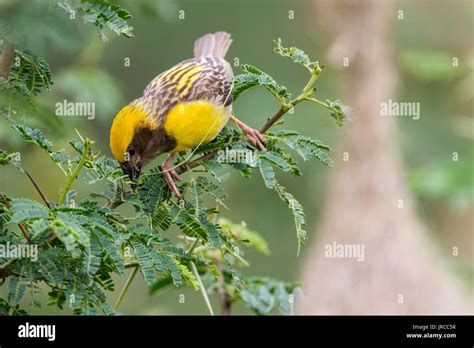 Baya Weaver Ploceus Philippinus Weaving Its Nest Stock Photo Alamy