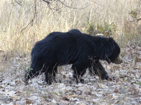 Roads Are A Severe Threat To Apex Predators Across The Globe