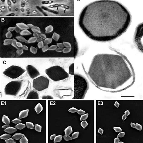 Pdf Insecticidal Protein Crystals Of Bacillus Thuringiensis