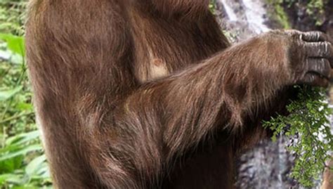 Gigantopithecus Bilaspurensis Gigantopithecus Bilaspurensis
