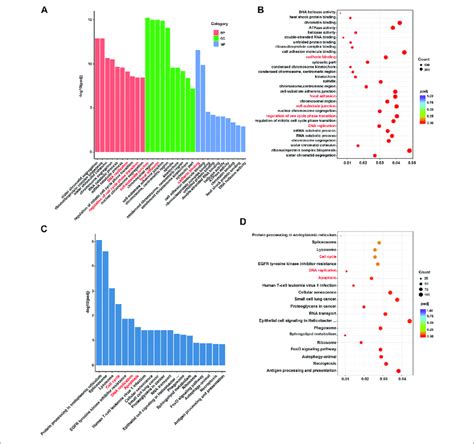 Ab Go Functional Enrichment Analysis Of Degs Cd Kegg Pathway
