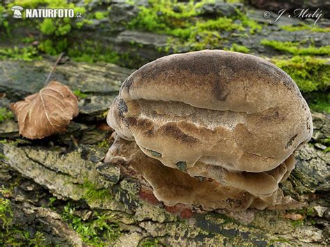Phellinus Sp Pictures Bracket Images Nature Wildlife Photos Naturephoto