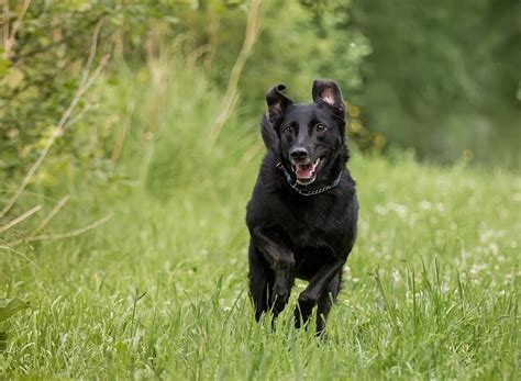How To Take Perfect Photos Of Your Black Dog