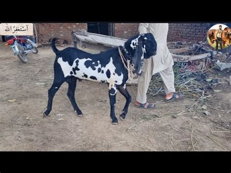 Kala Daba Breeder Heavy Breeder Bakra In Sahiwal 101 Sj Livestock YouTube