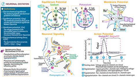 Neuroanatomy Neuronal Excitation Ditki Medical And Biological Sciences