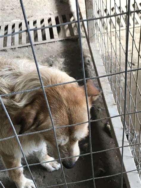 Нов приют за бездомни кучета ще бъде изграден във Варна Новини БНР