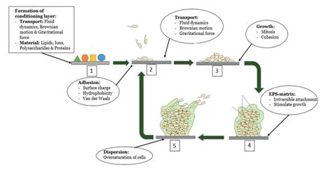 The Five Phenomena Of Biofilm Development Are Shown Graphically The Download Scientific