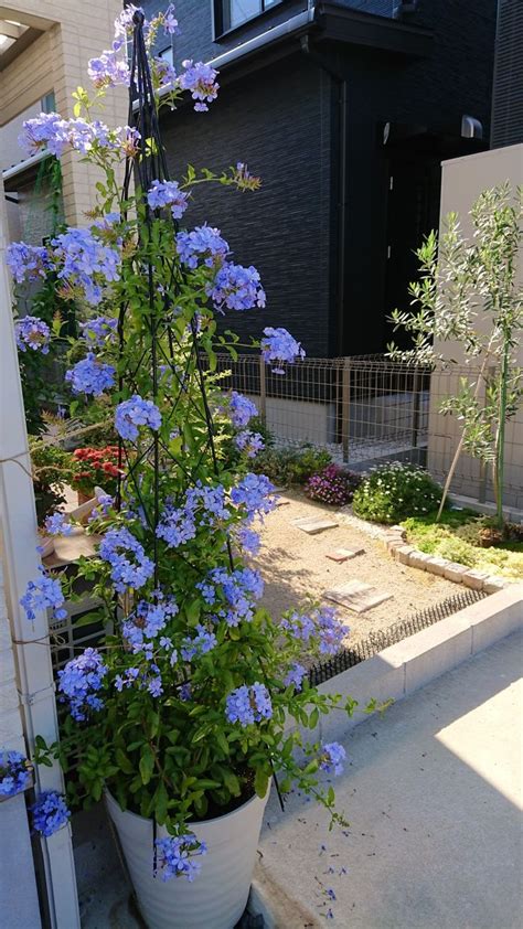 ルリマツリオリーブ狭い庭 Lawn And Garden Backyard Landscaping Garden Planning