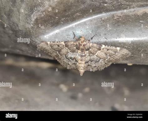 Tropical Meal Moth Pyralis Manihotalis Insecta Kawkareik Stock