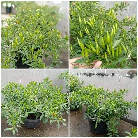 Cara Menanam Cabe Panduan Lengkap Gratis Iklan Gratis Iklan