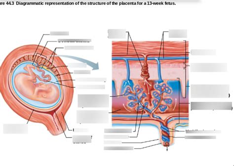 Ap 2 Lab Ppt Embryonic Development Diagram 4 Diagram Quizlet