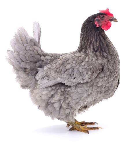 Grey Hen Isolated Stock Image Colourbox