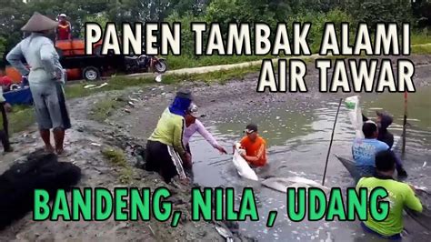 Panen Tambak Alami Tambak Tradisional Youtube