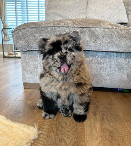 Available Merle Chow Chow For Sale Pa Cameo Emotional Support Chows
