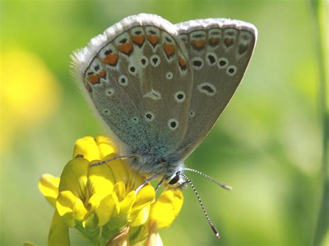 Xenacoelomorpha Wikiwand