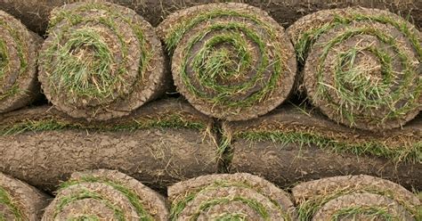 Can You Lay Sod In The Fall In Colorado Bigfoot Turf