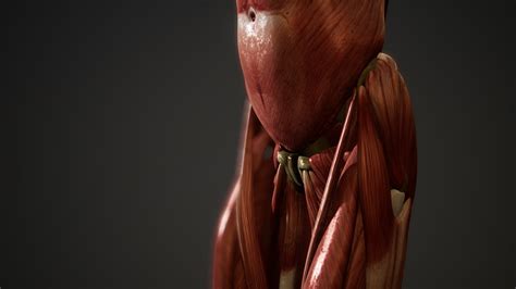 Muscular System Of Human Body Animation 5931349 Stock Video At Vecteezy