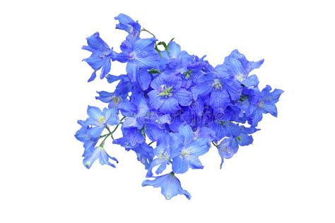 Delphinium In A White Background Stock Image Image Of Nature White