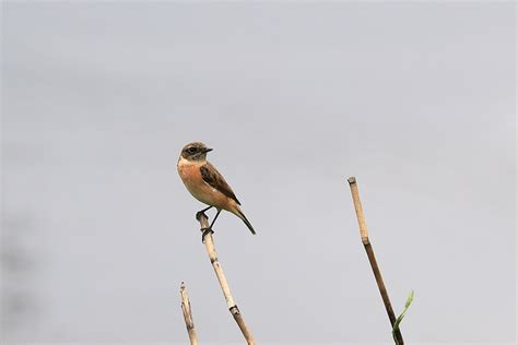 ノビタキ 長良の落陽 Ⅱ