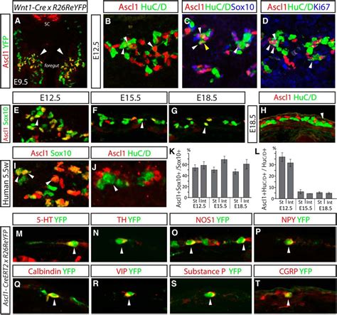 Ascl Is Required For The Development Of Specific Neuronal Subtypes In The Enteric Nervous