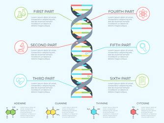Infographic Dna And Rna Spiral Ribonucleic Vs Vector Image