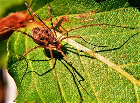 Harvestman Spider September Indiana Photograph By Rory Cubel Fine Art