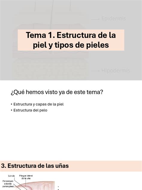 Tema 01 Estructura De La Piel Pdf Clavo Anatomía Protector Solar