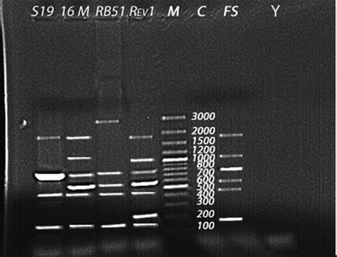 Multiplex Pcr