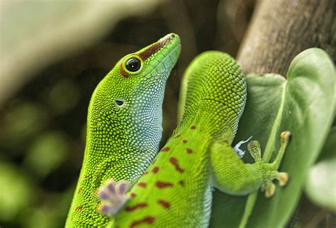 Types Of Geckos Learn About Nature