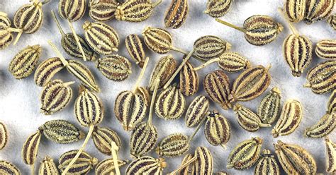 ajowan seed trachyspermum ammi top quality herbs and tinctures