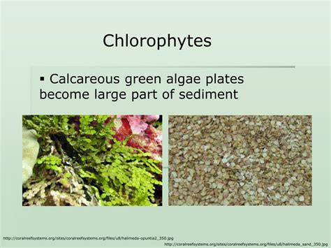 Ppt Marine Macroalgae Powerpoint Presentation Free Download Id4454165