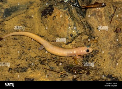 An allegheny mountain dusky salamander hi-res stock photography and ...