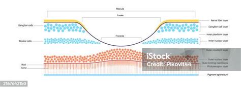 Macula Fovea And Foveola Stock Illustration Download Image Now