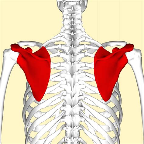 How To Bench The Definitive Guide • Stronger By Science