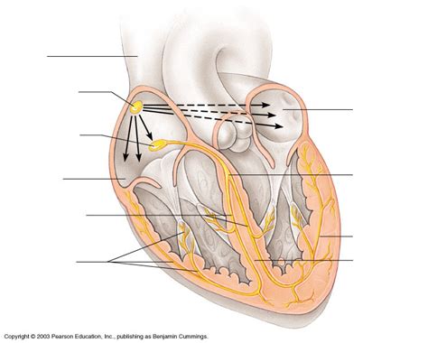 Anatomy And Physiology Heart Conduction System Diagram Quizlet