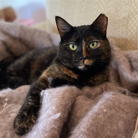 Give Me Shelter Cat Rescue San Francisco Ca