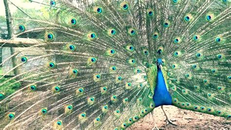 Peacock Sound Peacock Dance Peacock Rajasthan India Indian