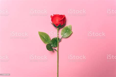 バレンタインの日周年記念のピンクの背景に赤いバラの花 コンセプトのストックフォトや画像を多数ご用意 コンセプト ロマンス 二月
